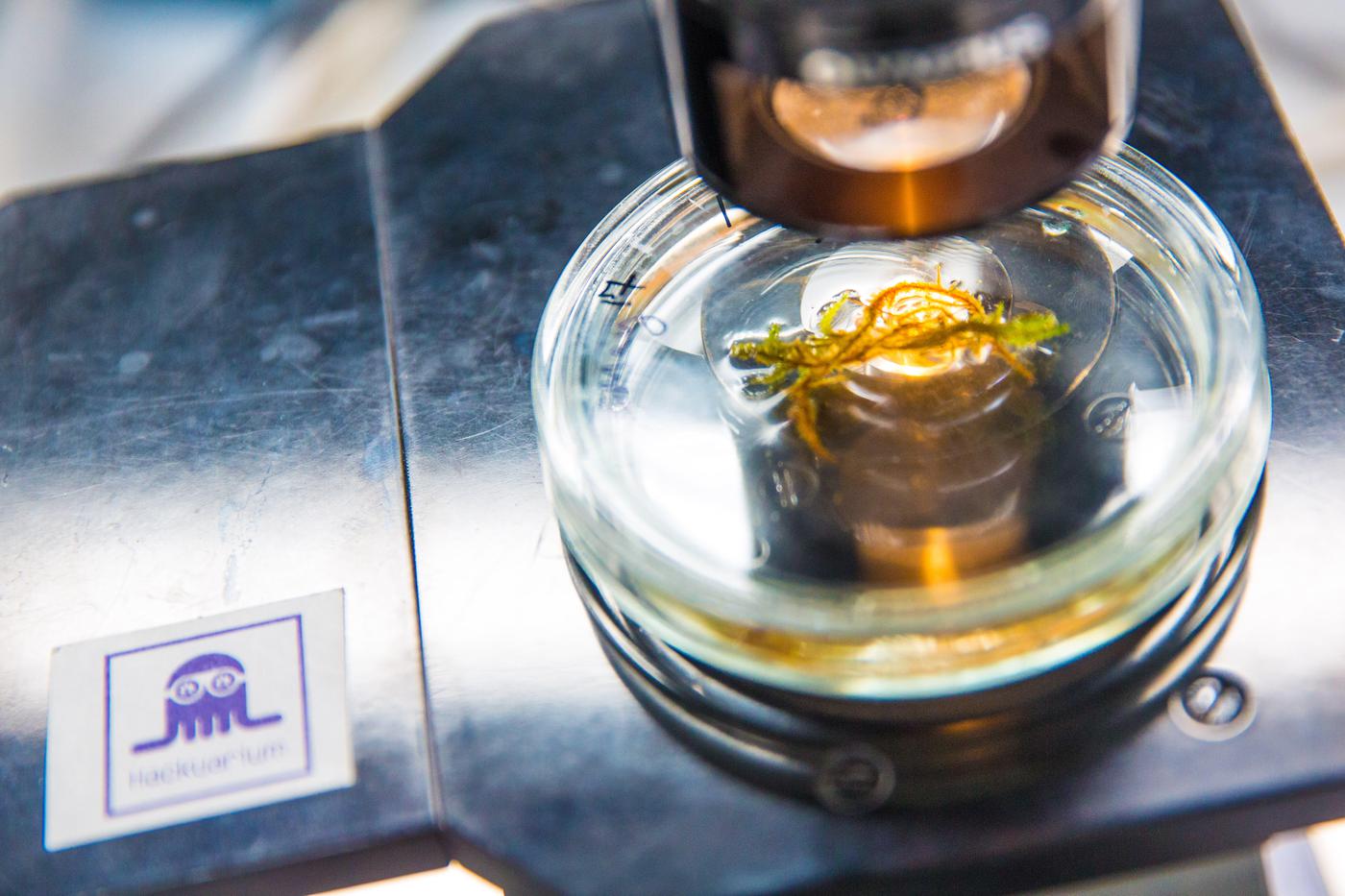 Projects ‹ Community Biotechnology — MIT Media Lab