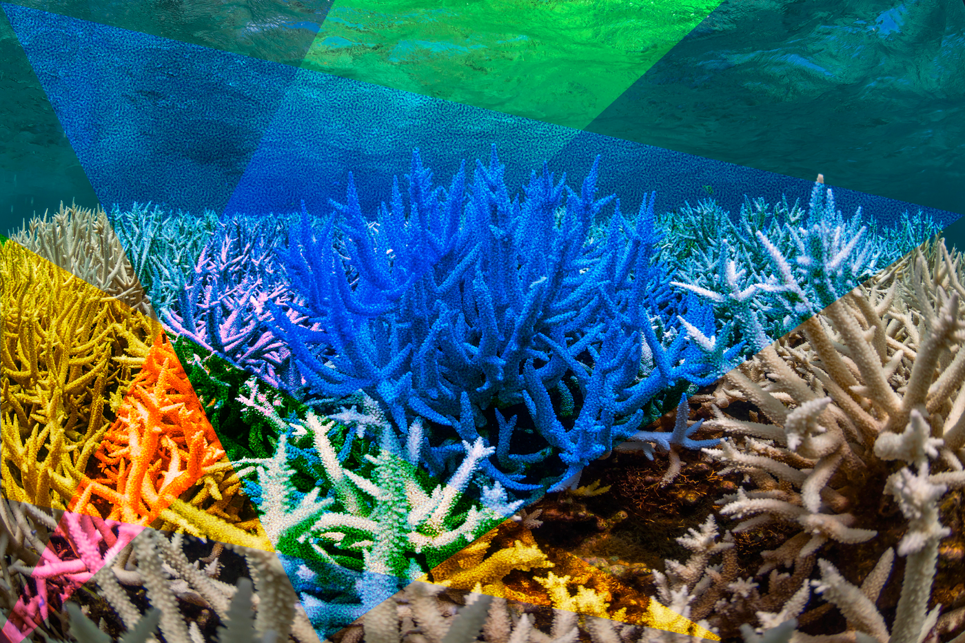 Overview ‹ Connected Coral — MIT Media Lab